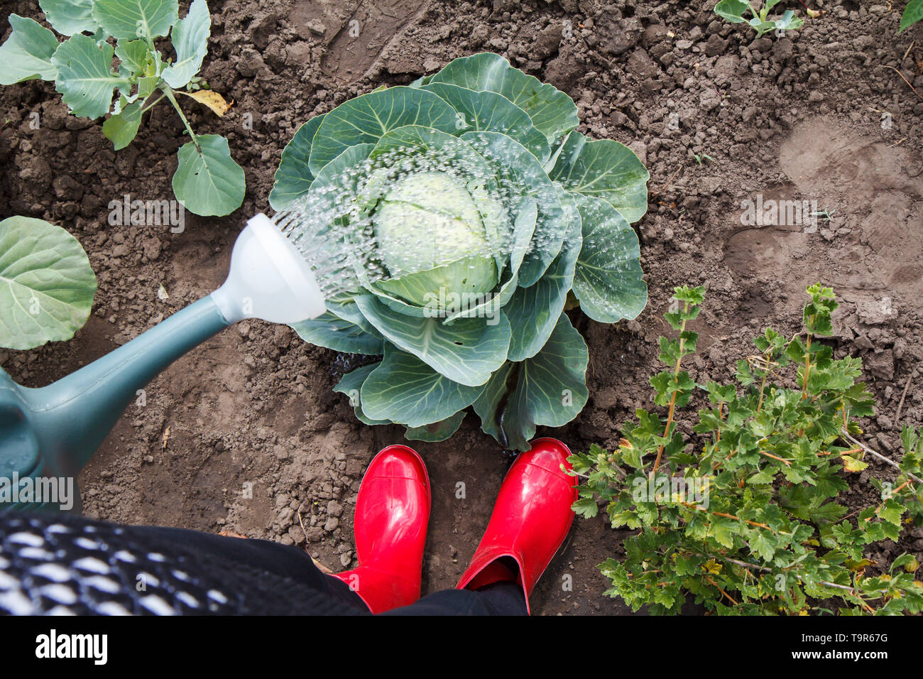Farmer is watering a green cabbage head on the garden bed using plastic ...