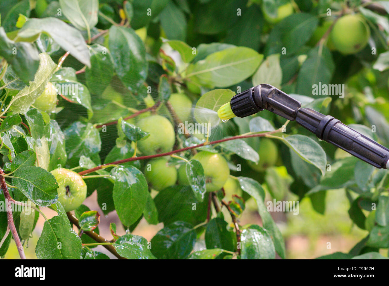 Apple tree is protected from fungal disease or vermin by pressure ...