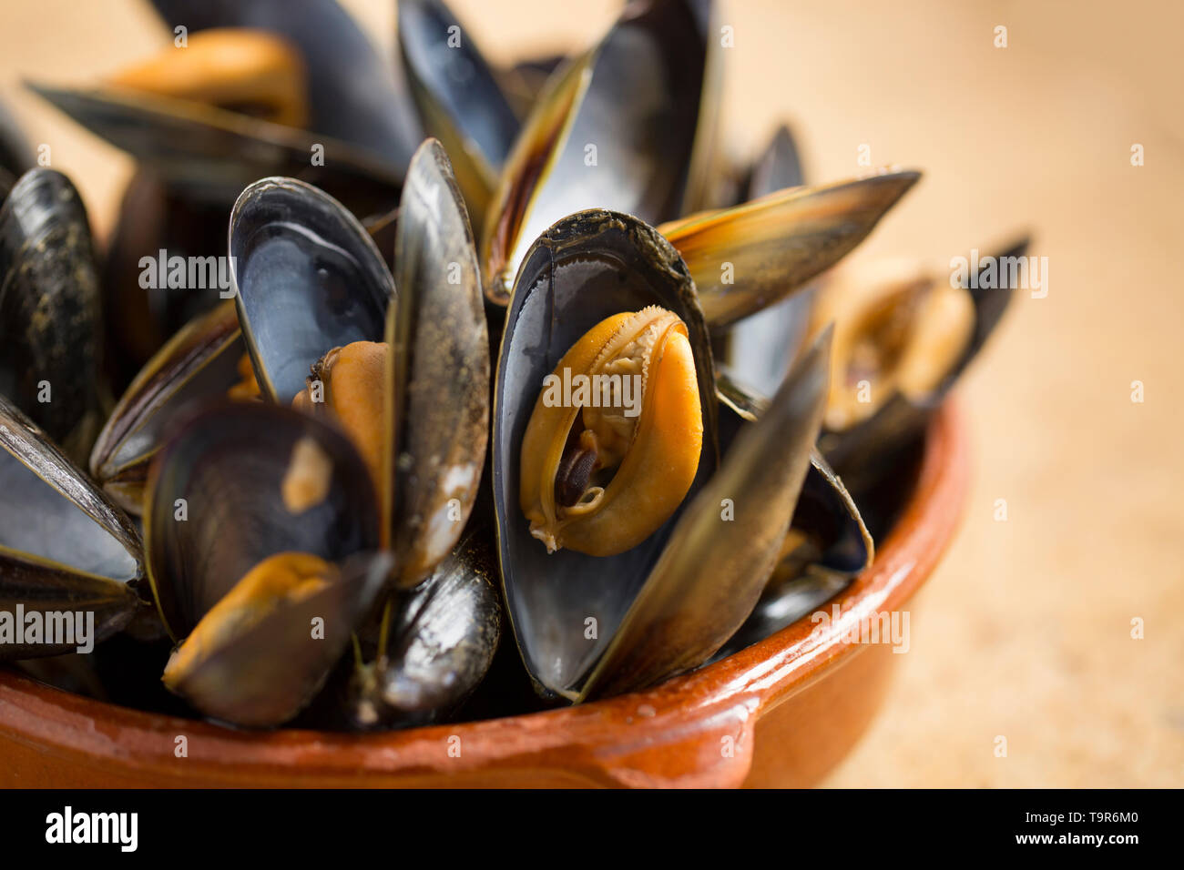 Rope grown mussels hi-res stock photography and images - Alamy