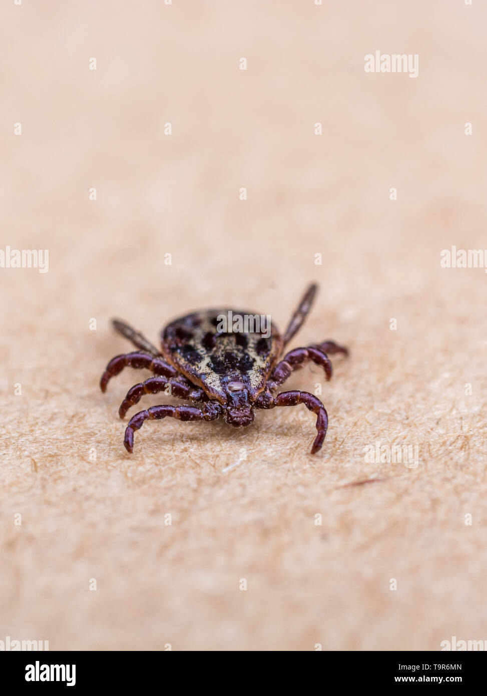 Tick as a disease carrier crawls over the skin Stock Photo - Alamy