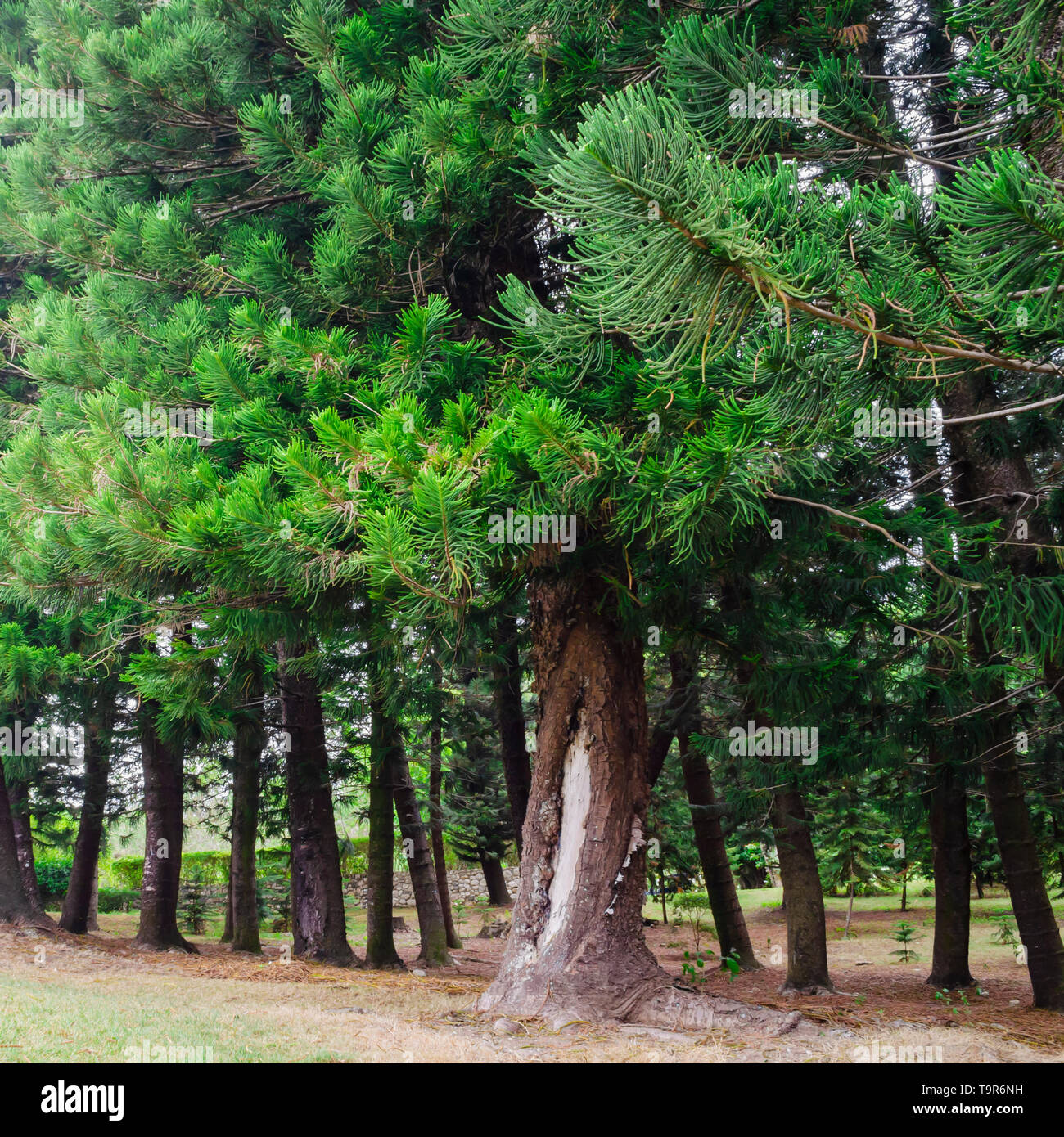 Rural forest landscape hi-res stock photography and images - Alamy