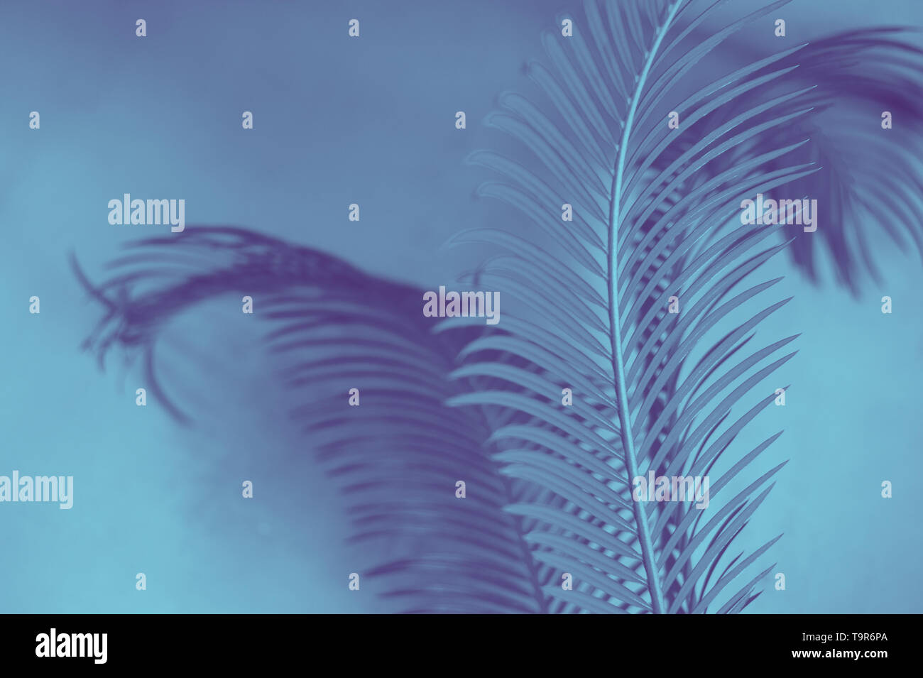 trendy design, nature and background concept blue duotone palm tree ...