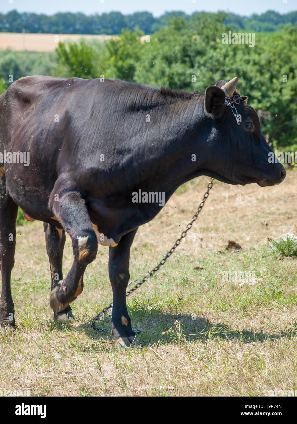 Young black bull tied with an iron chain and rural landscape on the ...