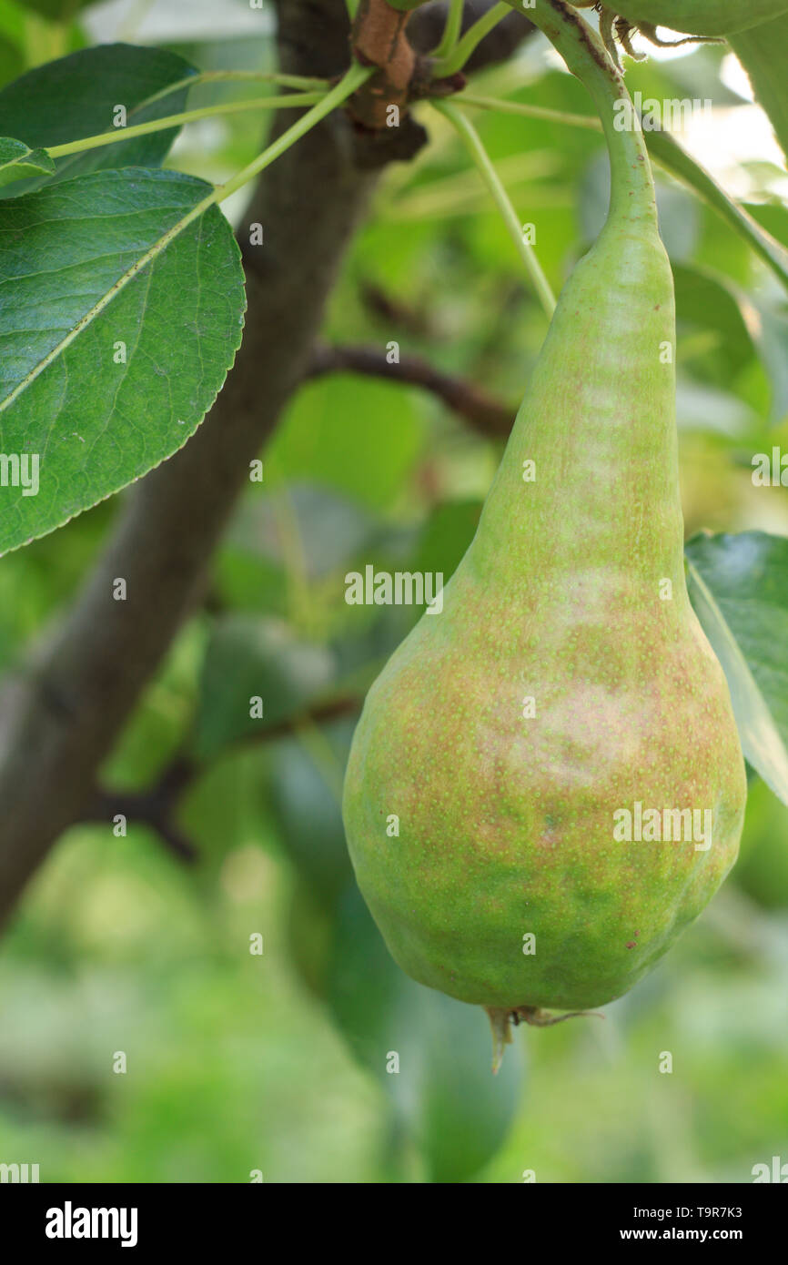 Fruits of immature pears on the branch of tree with leaves. Fruit ...