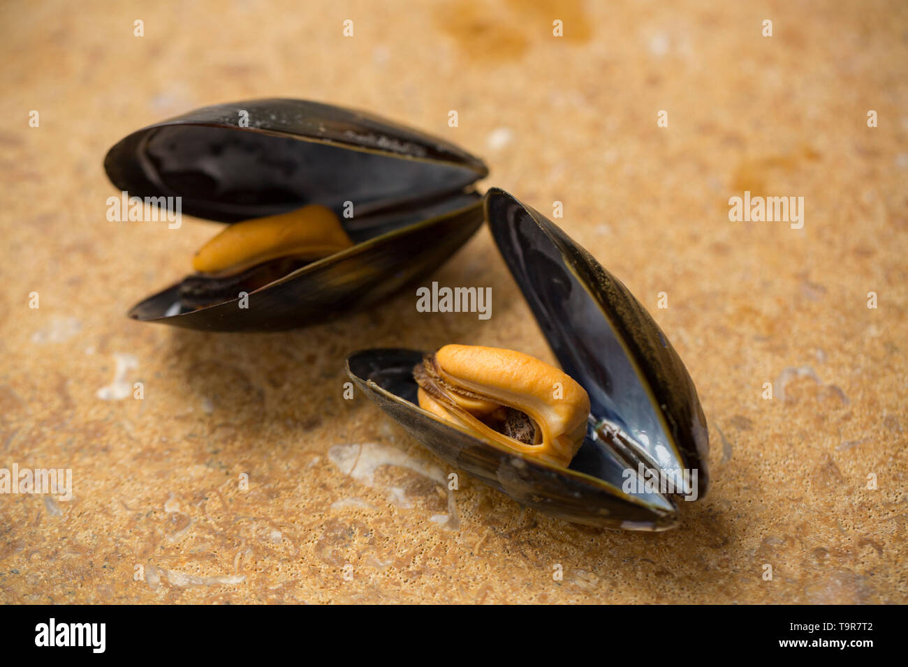 Two Scottish rope-grown mussels, Mytilus edulis, that have been bought ...