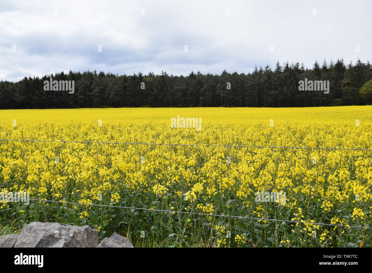 Beautiful Fields of Yellow Stock Photo - Alamy