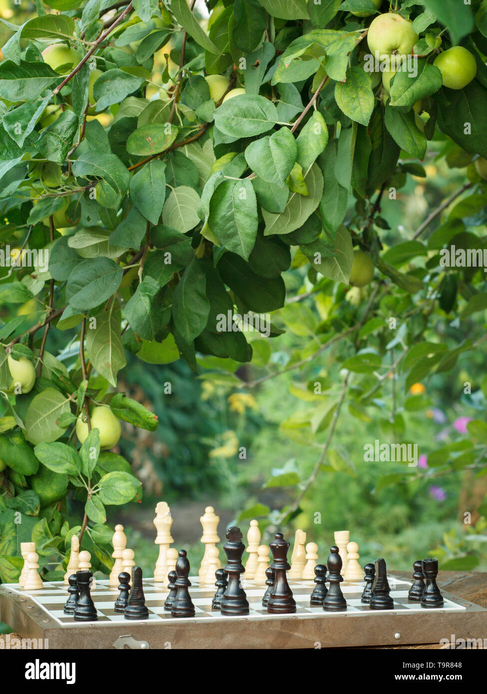Chess board with chess pieces on wooden desk with branches of apple tree and green leaves on the ...