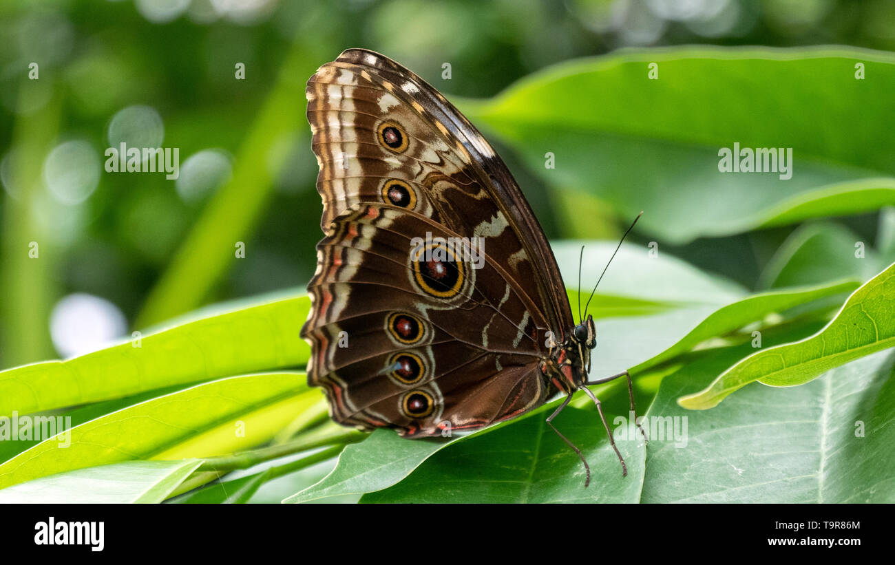 Morpho body hi-res stock photography and images - Alamy