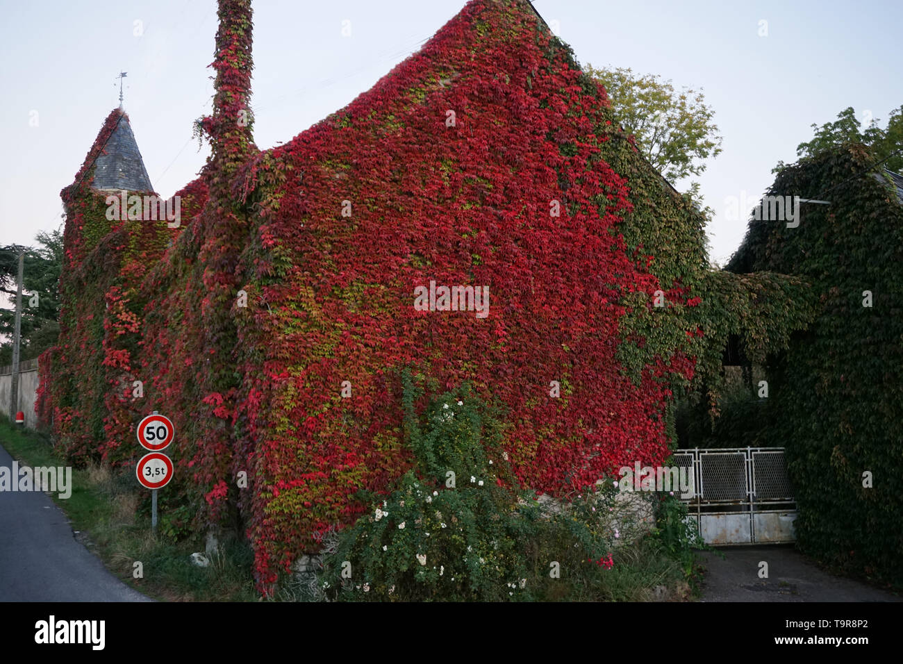 Bright red ivy growing wild on an old estate in the Loire Valley ...