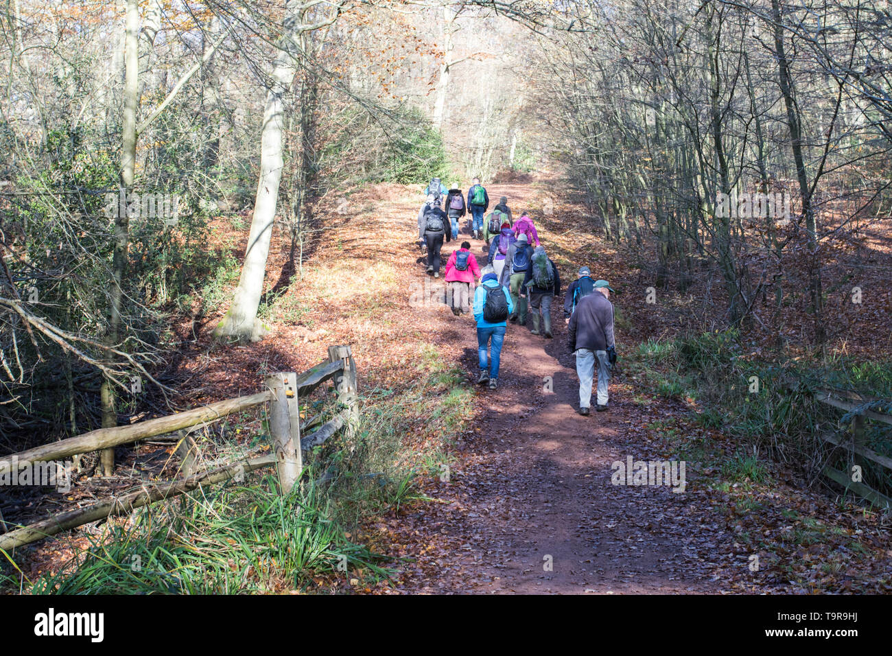 Epping forest hi-res stock photography and images - Alamy