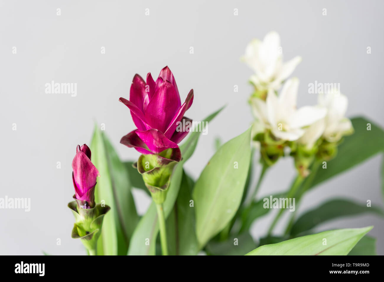 Turmeric is a flowering plant, Curcuma longa of the ginger family ...