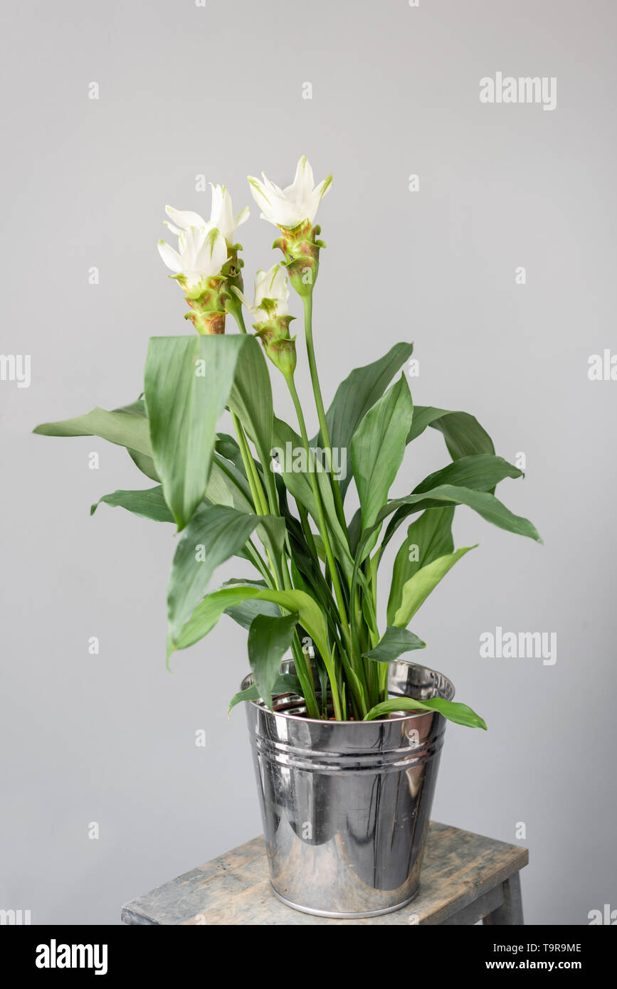 Turmeric is a flowering plant, Curcuma longa of the ginger family ...