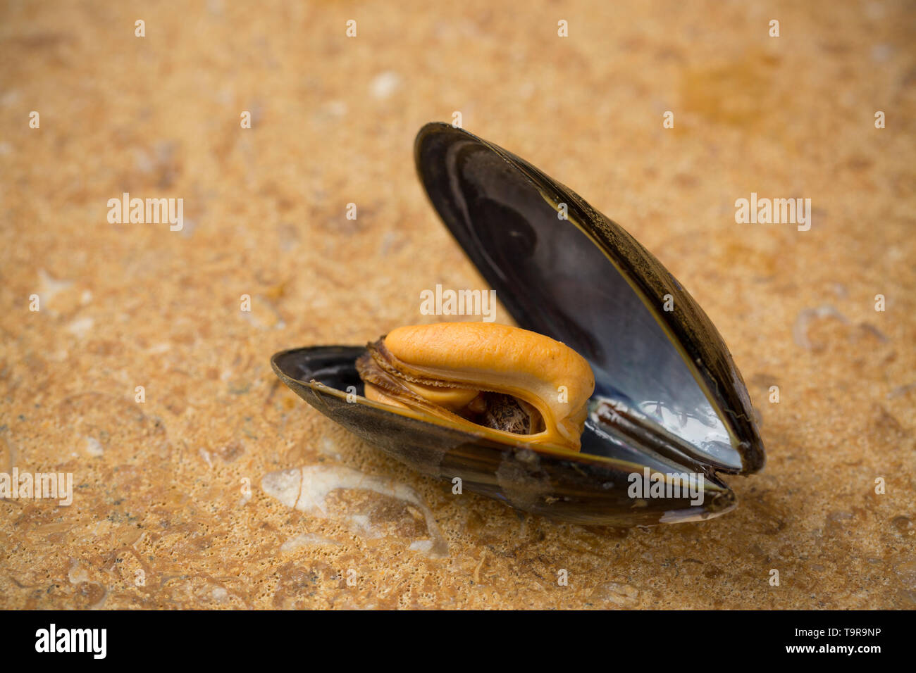A single Scottish rope-grown mussel, Mytilus edulis, that has been ...