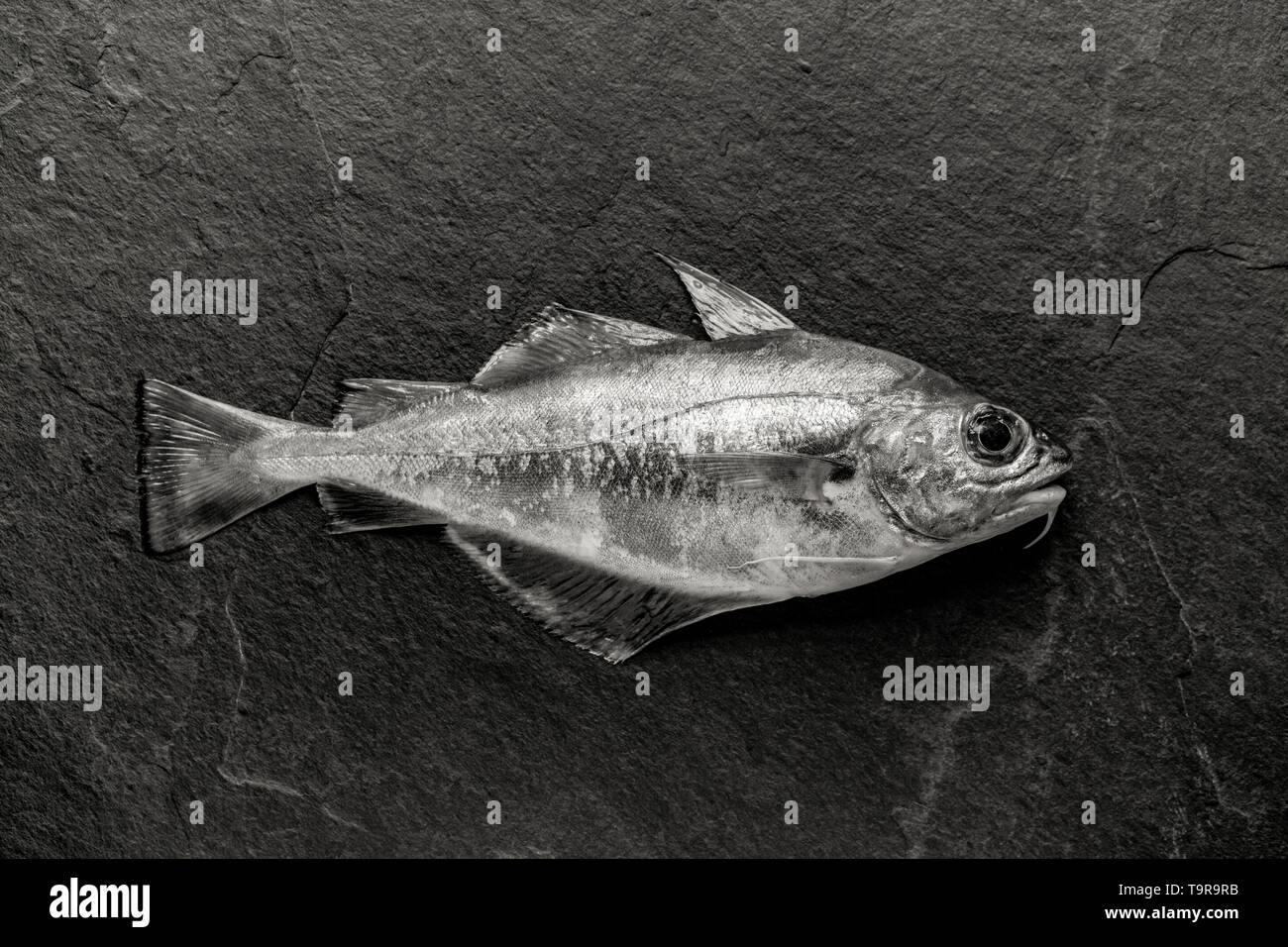 Pouting fish uk hi-res stock photography and images - Alamy