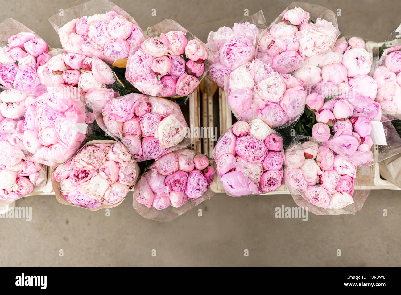 Peony growing container hi-res stock photography and images - Alamy