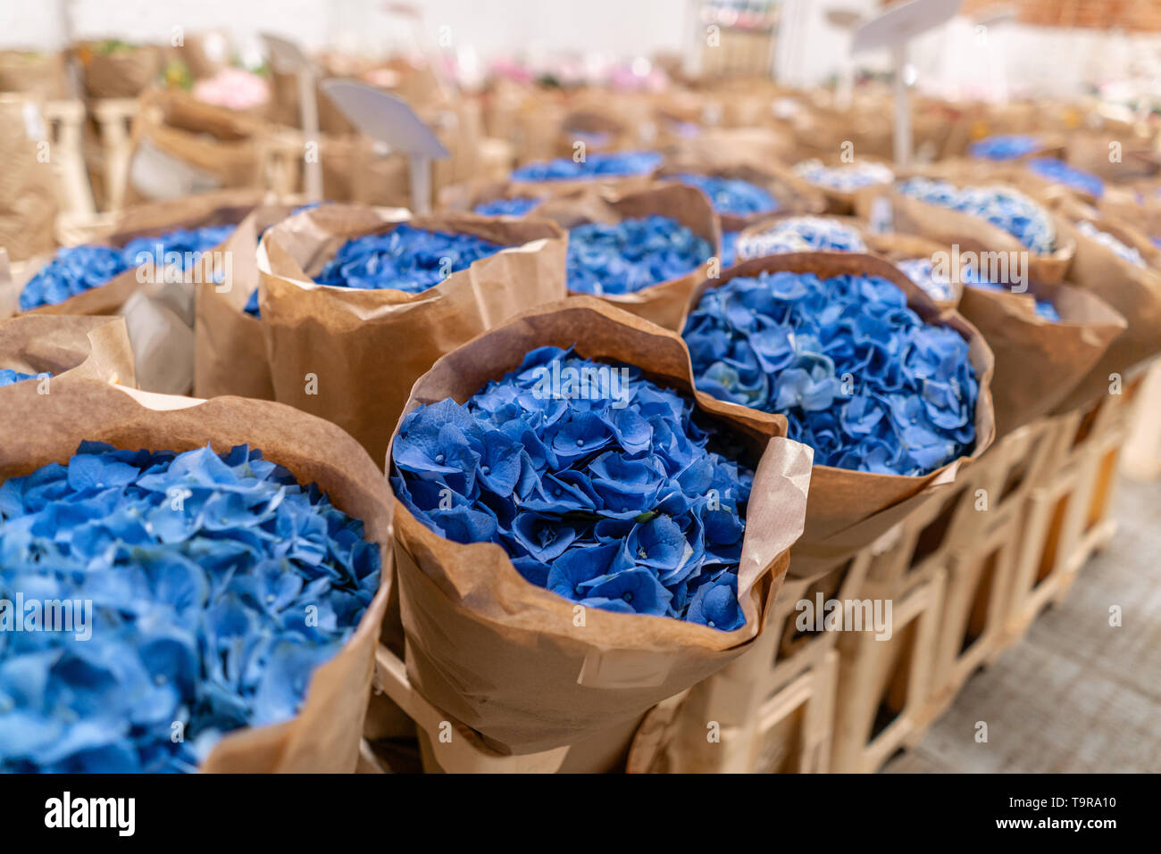 Warehouse refrigerator, Wholesale flowers for flower shops. Blue ...
