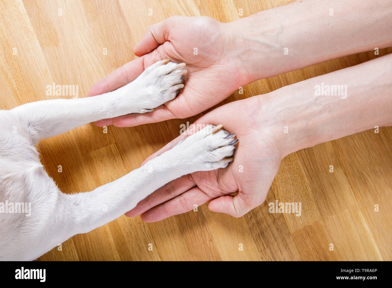 dog and owner handshaking or shaking hands and paw as a team or ...