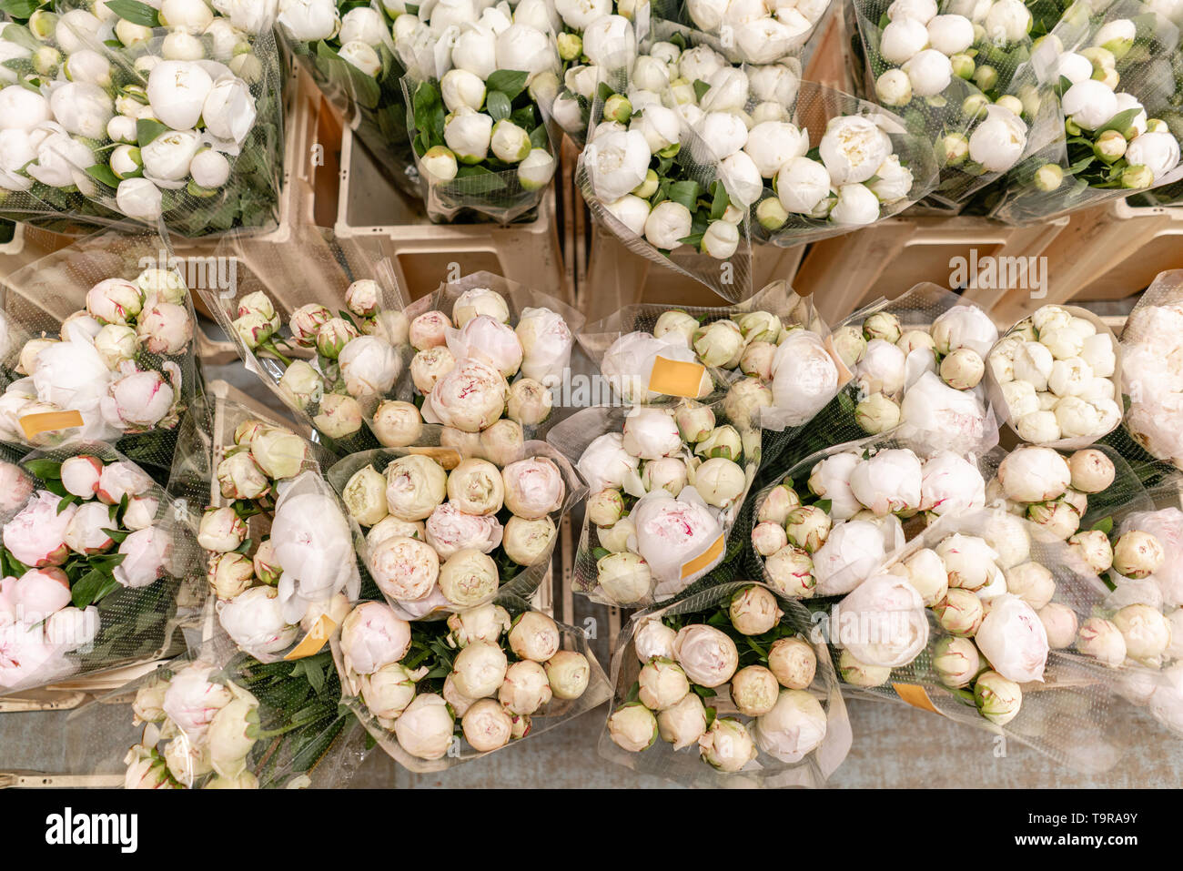 Peony growing container hi-res stock photography and images - Alamy