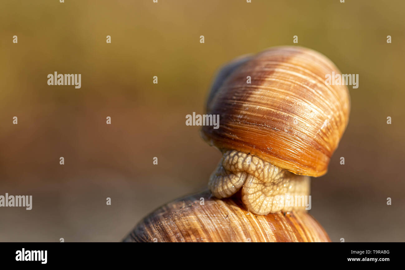 apple snail child on mothers back ducks head into snail shell Stock ...