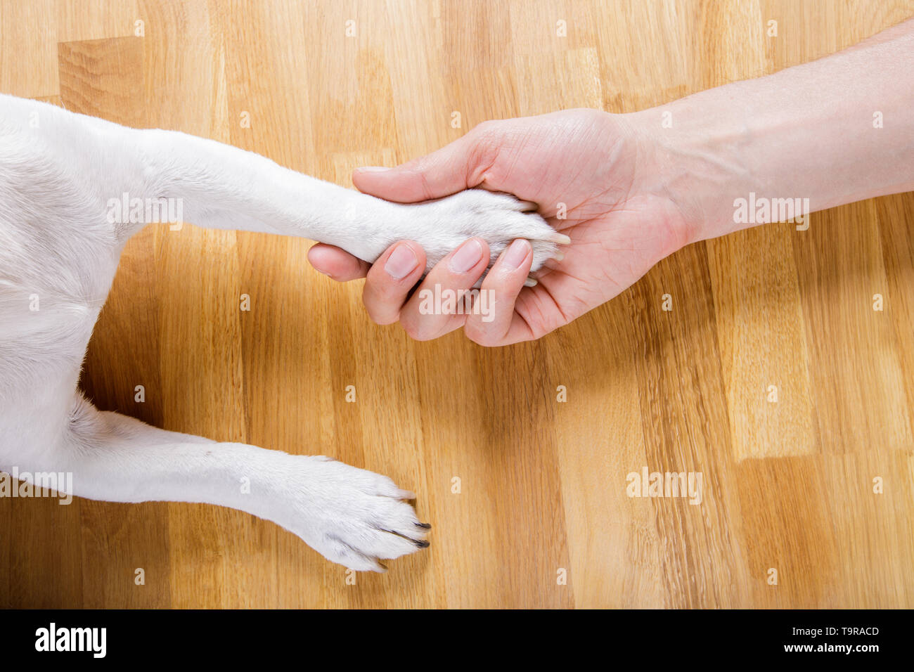 dog and owner handshaking or shaking hands and paw as a team or ...