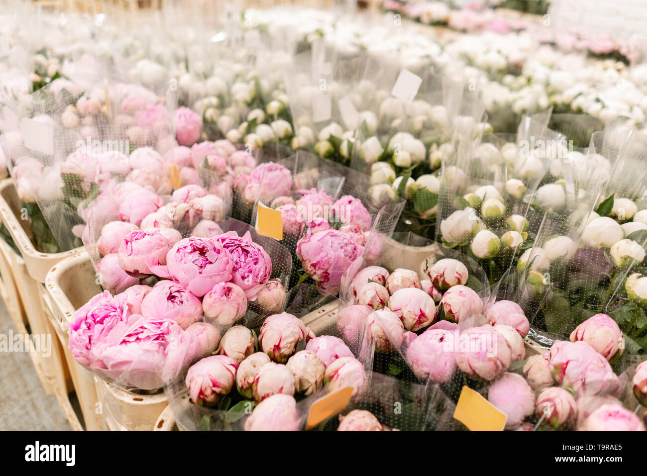 Warehouse refrigerator, Wholesale flowers for flower shops. Pink ...
