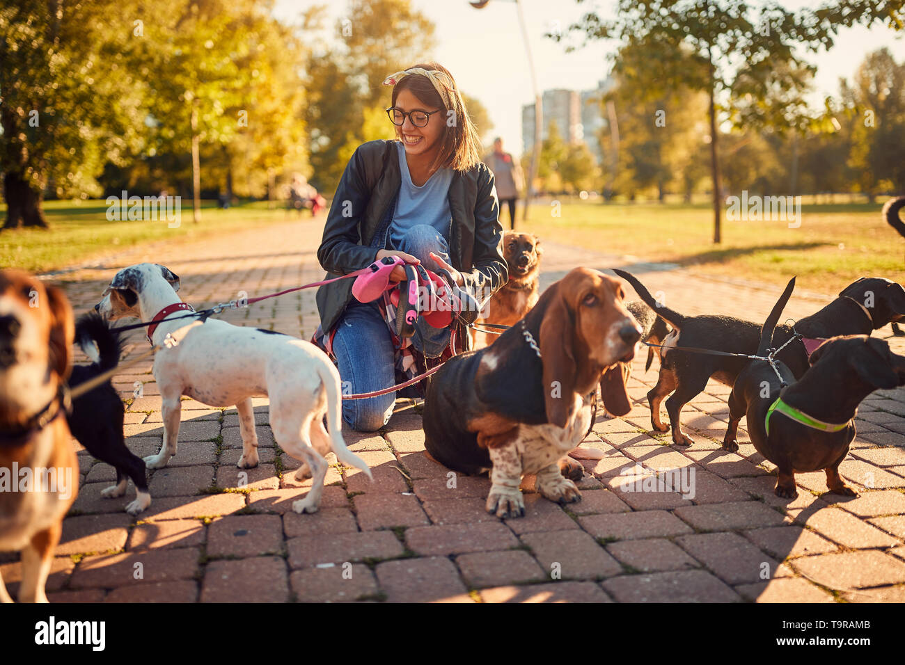 Group Of Dogs Walking