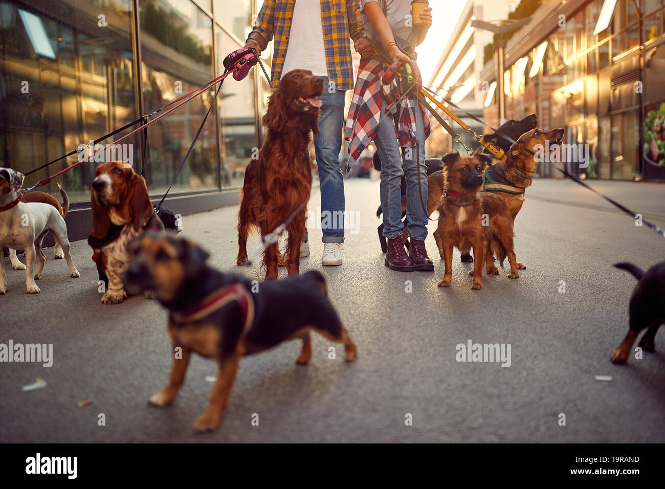 Happy dog walking hi-res stock photography and images - Alamy