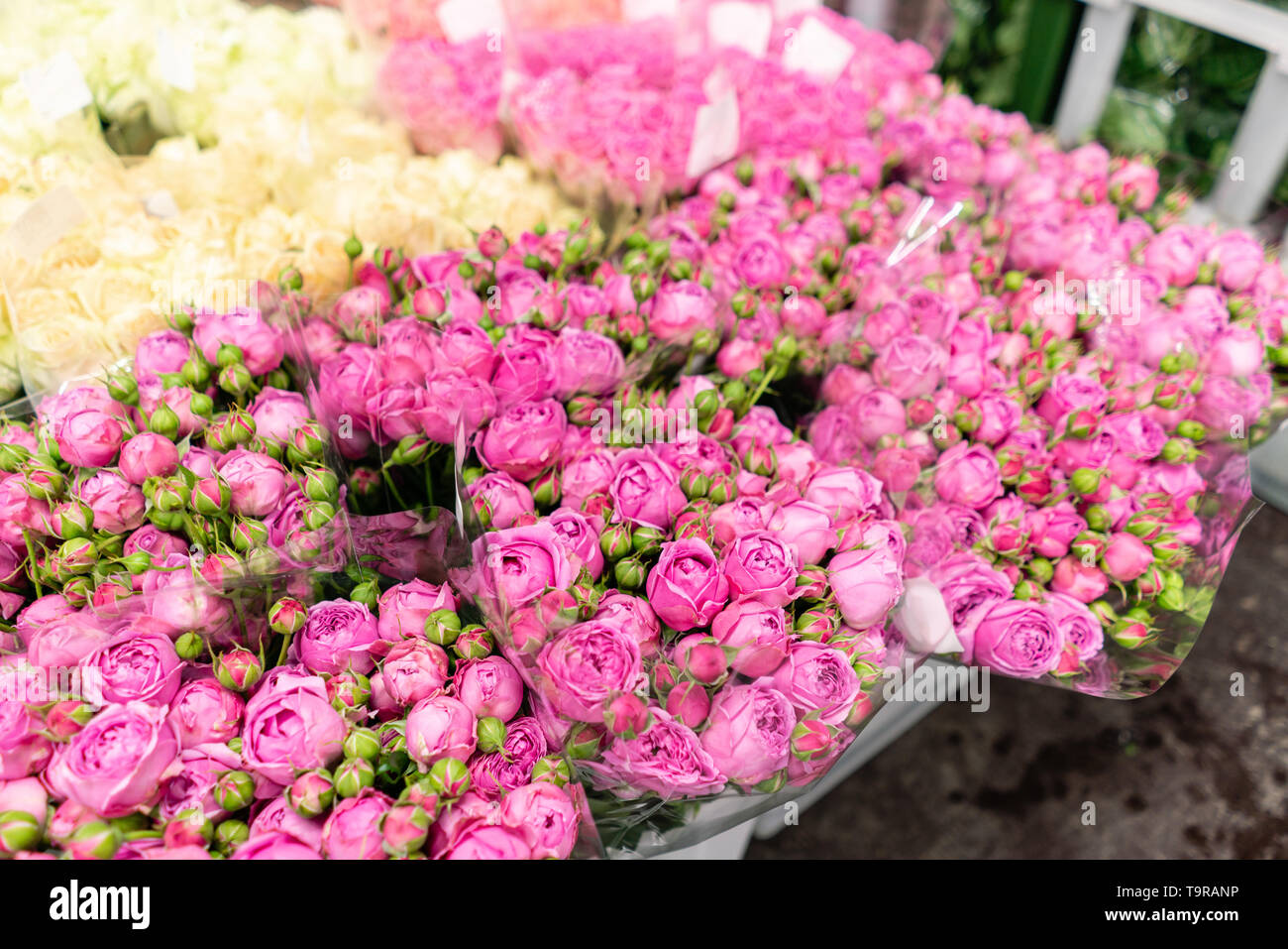 Roses growing in container hi-res stock photography and images - Alamy