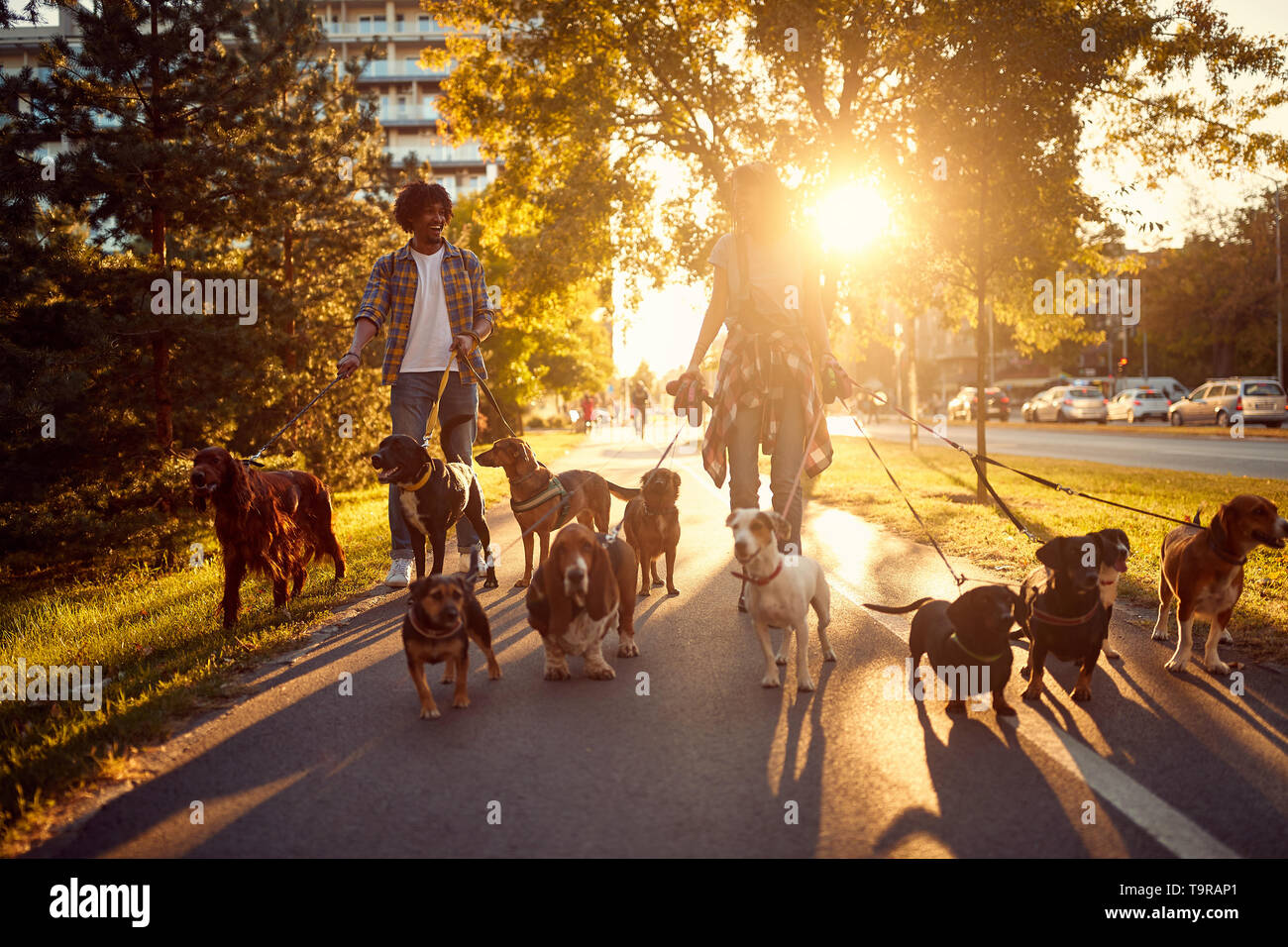 Dog walker at work. Couple dog walker walking with dogs in the park ...