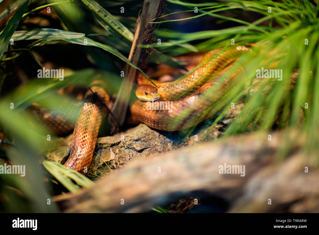 Hobby aquarium terrarium hi-res stock photography and images - Alamy