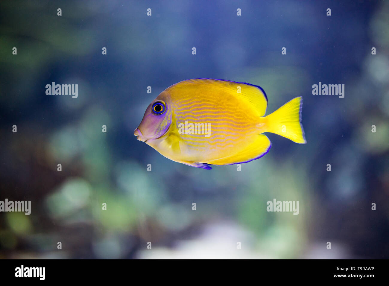 Exotic tropical fish Yellow fin surgeonfish Acanthurus xanthopterus ...