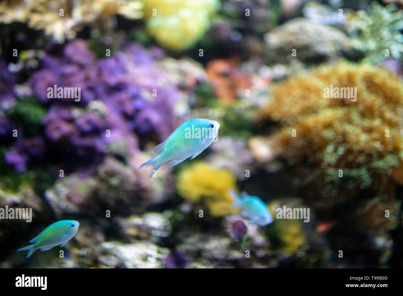 Reef fish display hi-res stock photography and images - Alamy