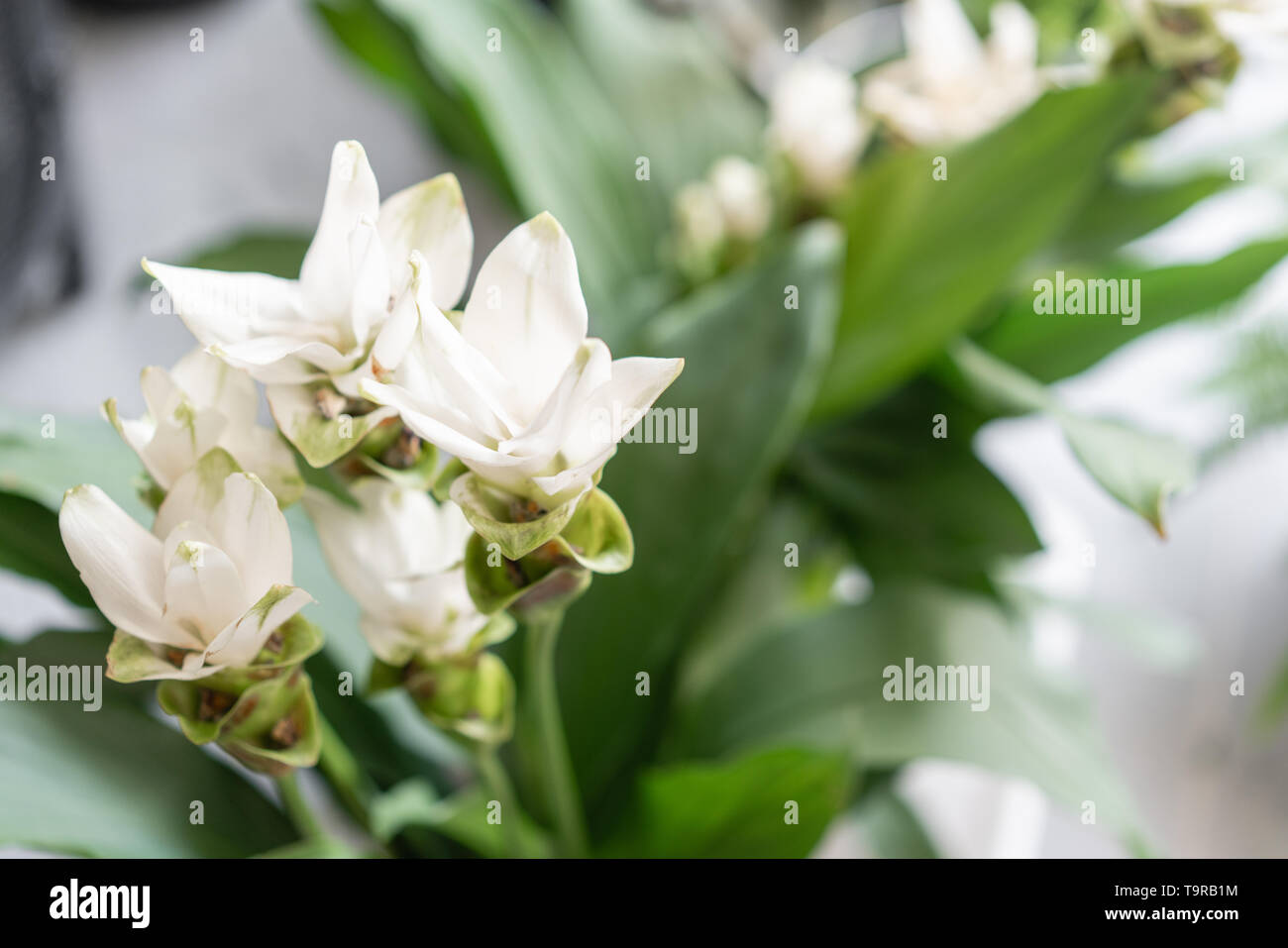 Turmeric is a flowering plant, Curcuma longa of the ginger family ...