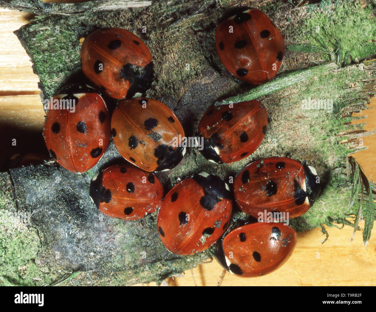 7 SPOT LADYBIRD (COCCINELLA 7-PUNCTATA Stock Photo - Alamy
