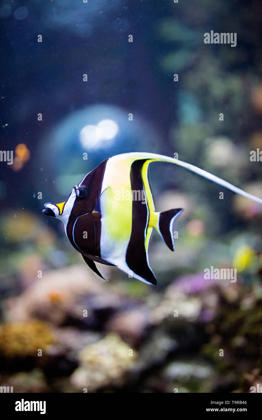 Moorish idol fish hi-res stock photography and images - Alamy