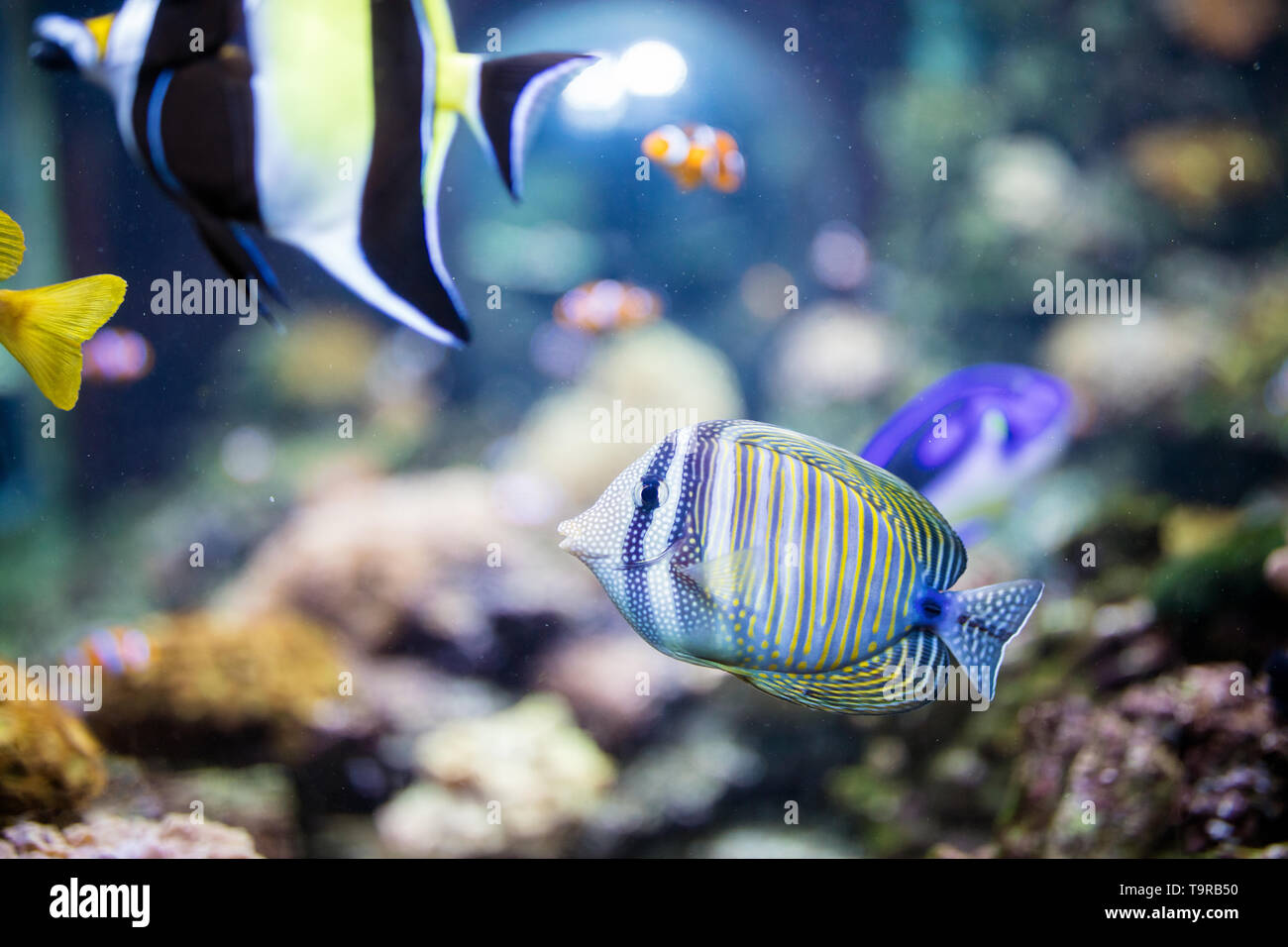 Shoal of fish on the coral reef in the sea Stock Photo - Alamy