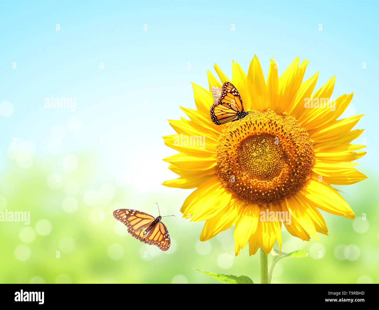 Bright yellow sunflower and two butterflies monarch (Danaus plexippus ...