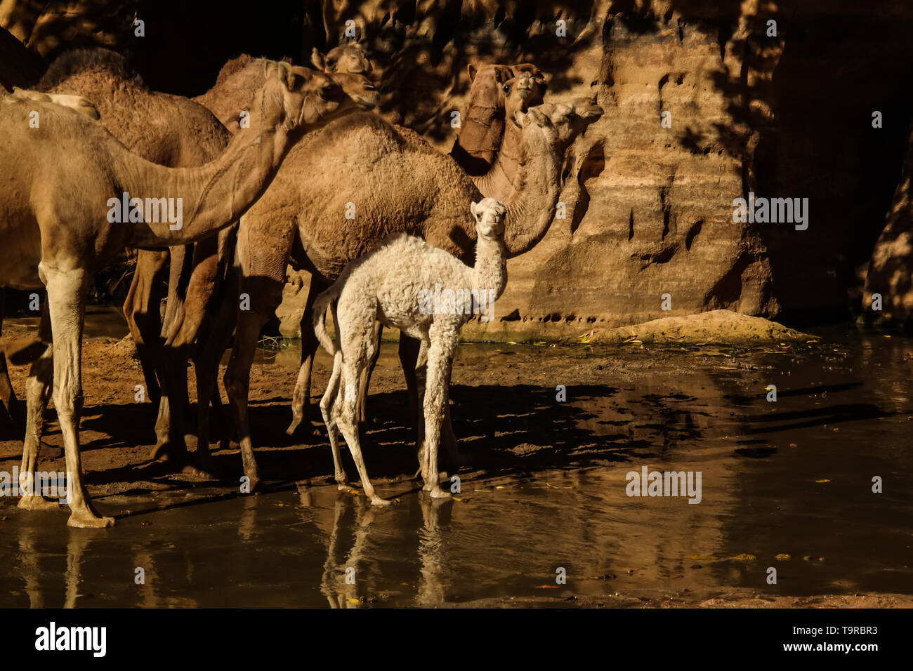 Portrait of drinking camels in canyon aka guelta Bashikele in East ...