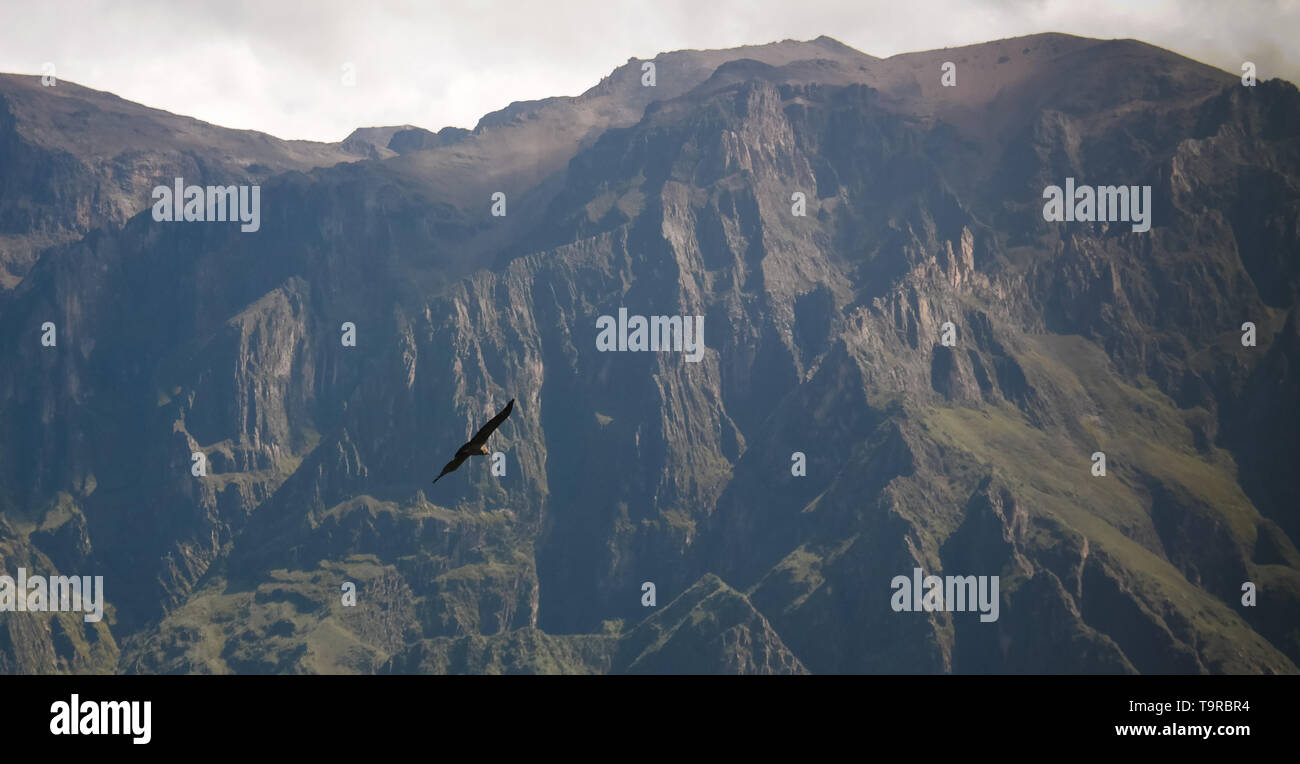 Condors above the Colca canyon at Condor Cross or Cruz Del Condor ...