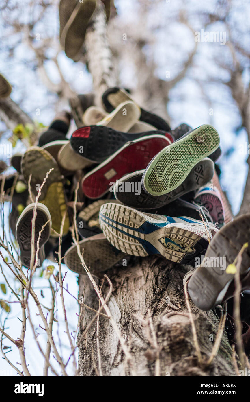 Shoe tree art hi-res stock photography and images - Alamy