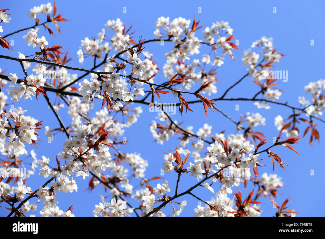 Branch of the blossoming sakura with white flowers, Japan. On blue sky ...