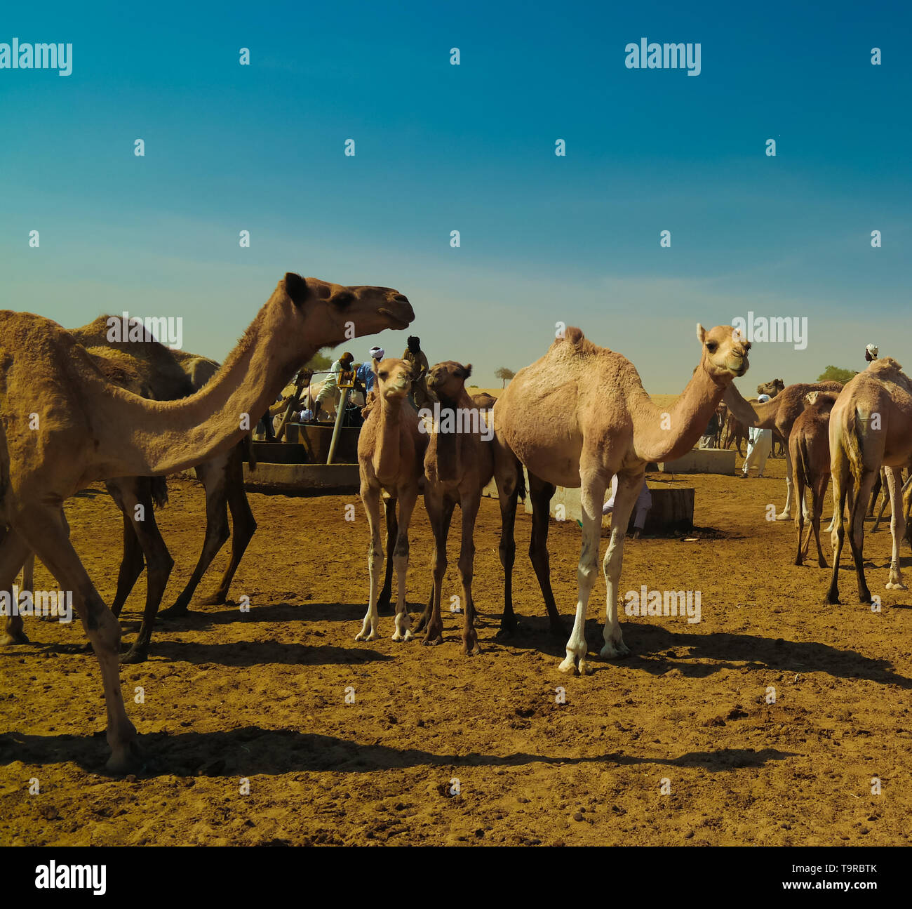 Watering camels sahara hi-res stock photography and images - Alamy