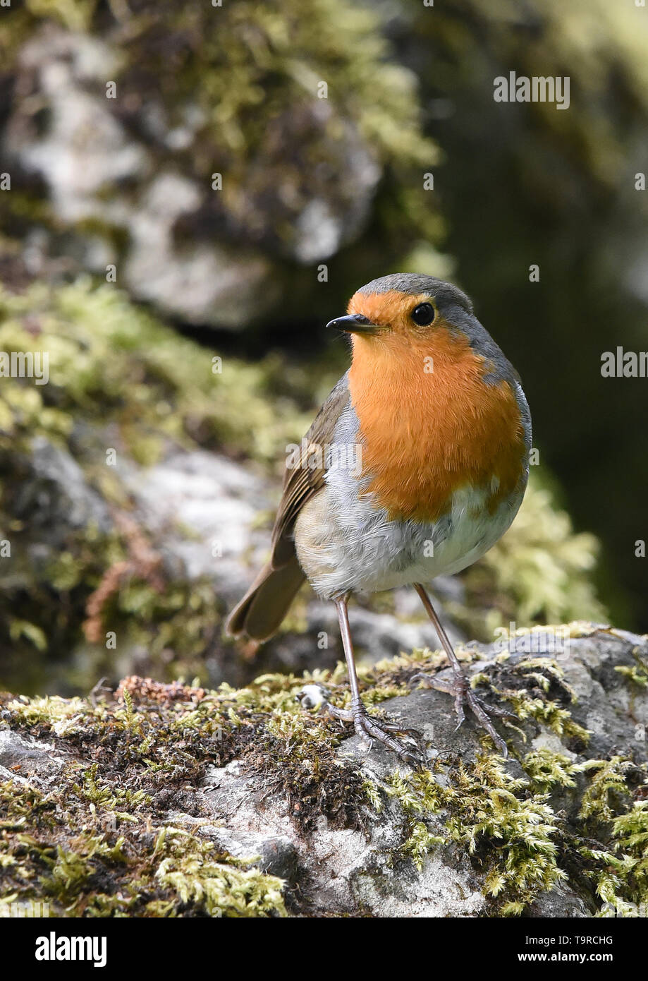 Robin on a rock Stock Photo - Alamy