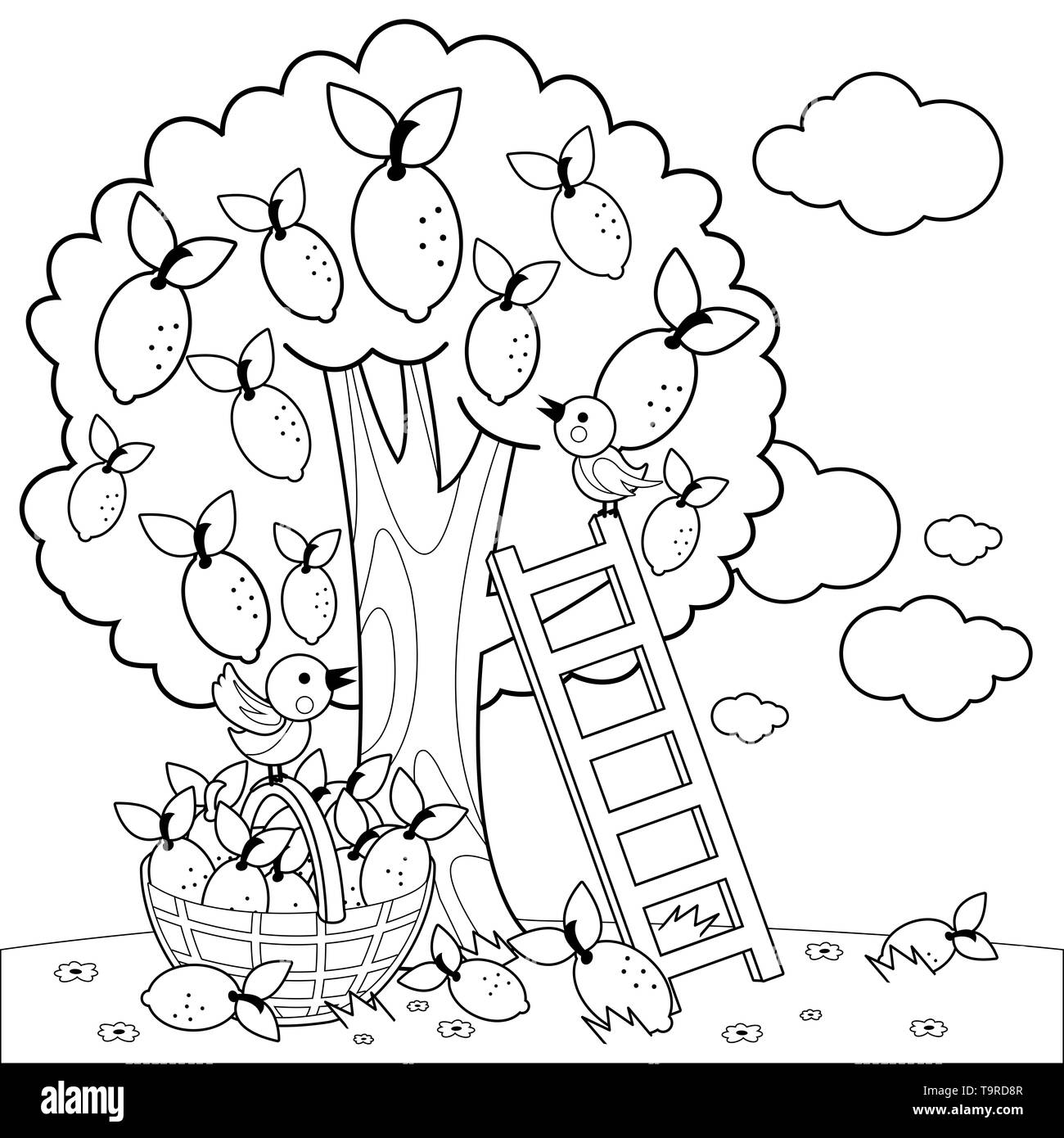 Bird harvesting Black and White Stock Photos & Images - Alamy