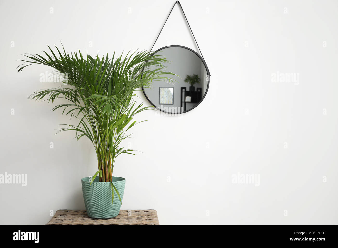 Green tropical plant near light wall Stock Photo - Alamy