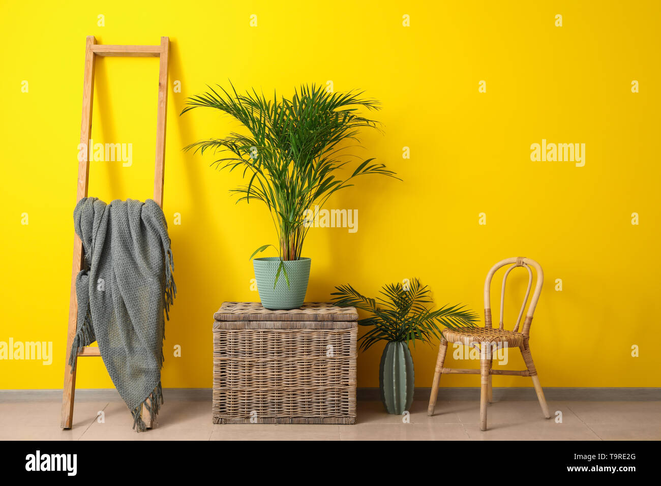 Green tropical plant with furniture near color wall Stock Photo - Alamy
