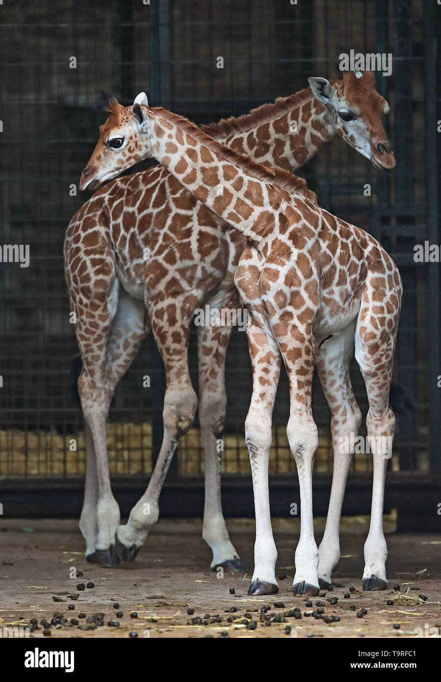 Karamoja the 12 day old baby Giraffe (front) pictured with Mburo ...