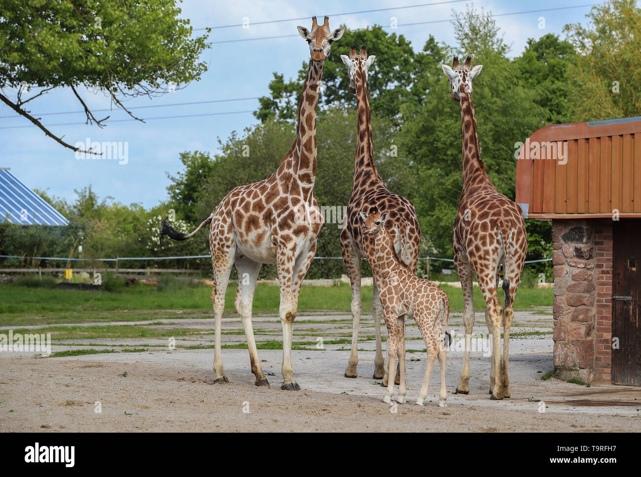 Karamoja the 12 day old baby Giraffe takes its first steps outside at ...