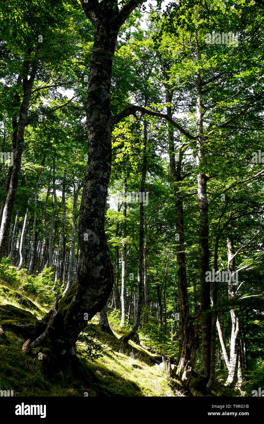 Pass of roncevaux hi-res stock photography and images - Alamy