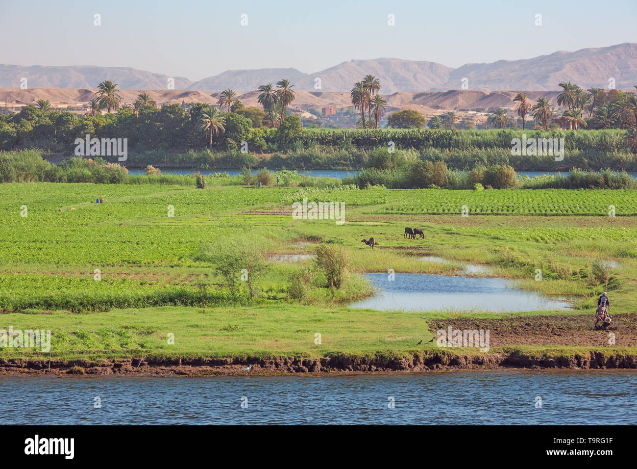Editorial: ARMANT, EGYPT, October 12, 2018 - Farmers working on Armant ...